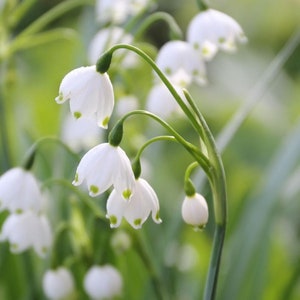 6 Bulbs Leucojum Aestivum-summer Snowflake (pack of 6 Lrg Bulbs ...