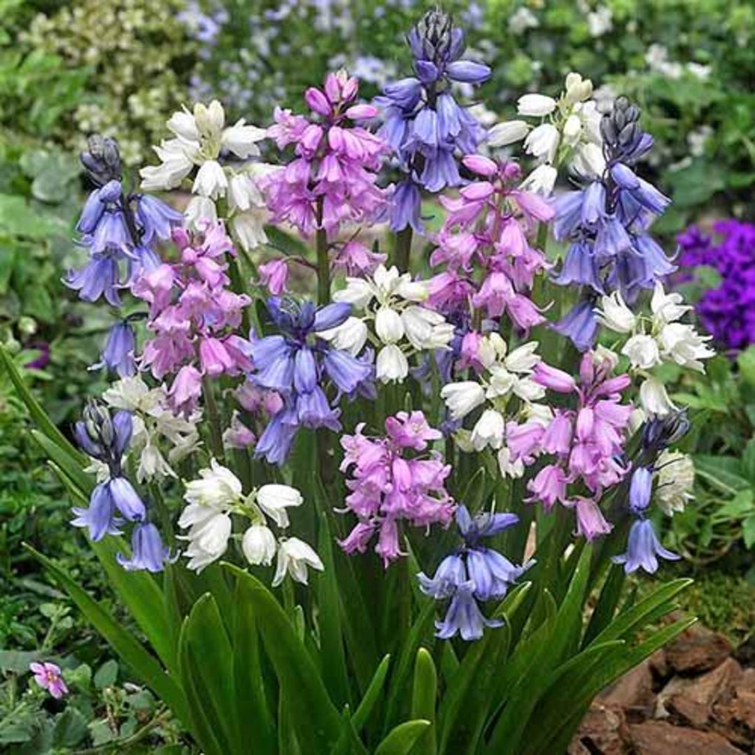 25 Wood Hyacinth Mix - Hyacinthoides Hispanica(pack of 25 Large Bulbs ...