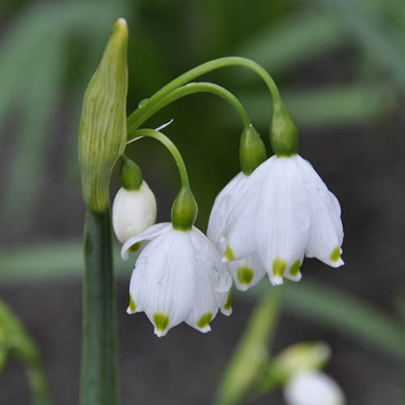 6 Bulbs Leucojum Aestivum-summer Snowflake pack of 6 Lrg Bulbs ...
