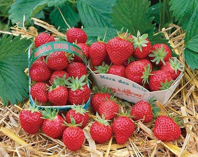 Berry Plant | Strawberry Tristar Variety | Ever-bearing Strawberry ...