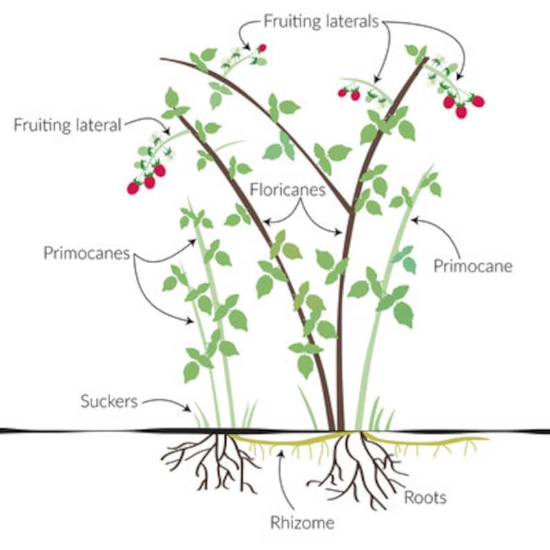 3 Black Raspberry Plants "jewel"-high-quality Fruit (3 Large 1 Year Old ...