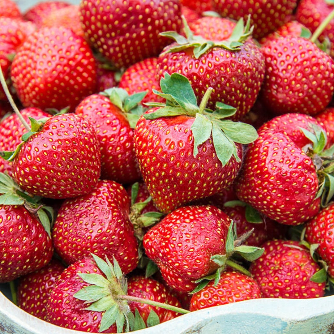 24 Flavorfest Strawberry Plants - Excellent Flavor, High-yields (pack ...