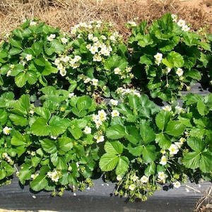 12 Mara Des Bois Everbearing Strawberry Plants-best Flavor (pack of 12 ...