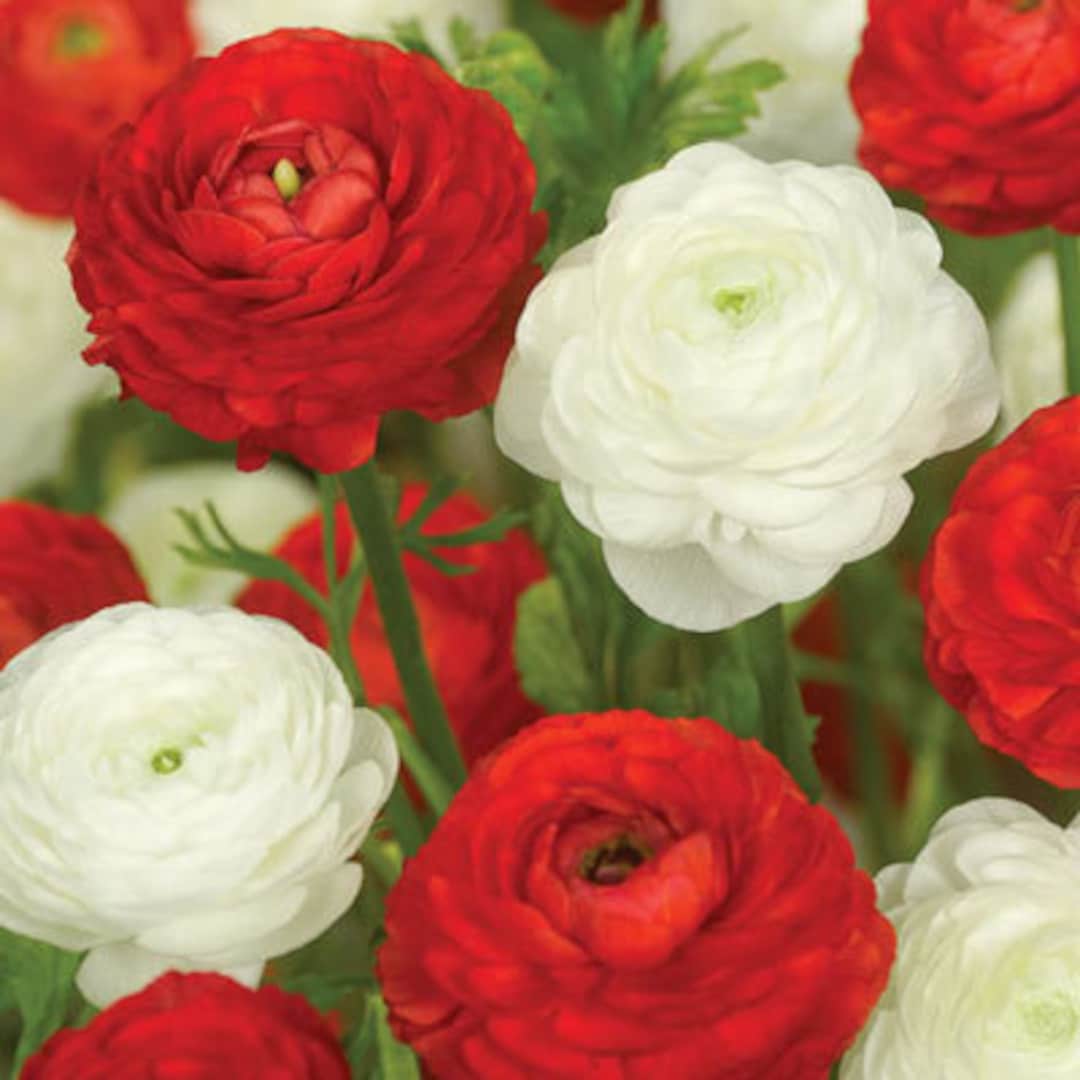 12 Bulbs-ranunculus Mixed-red and White Beauty pack of 12 Bulbs Deer ...