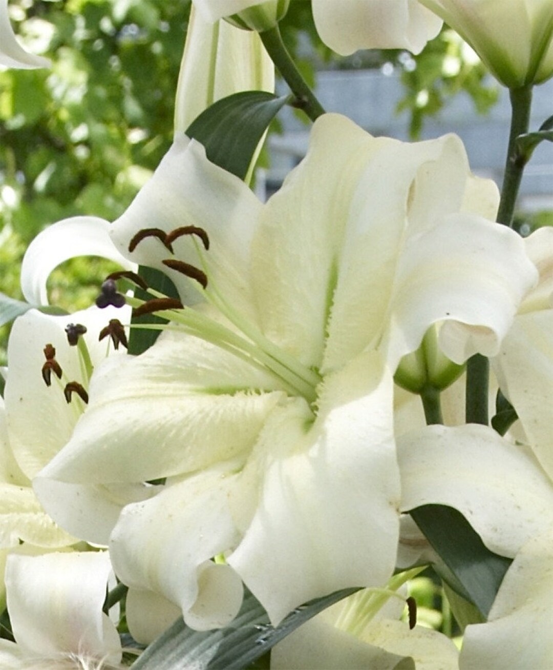 3 Giant Orienpet Lily pretty Womanpack of 3 Xl-bulbs White Beauty, Fragrant, Perennial, Zones 3 ...