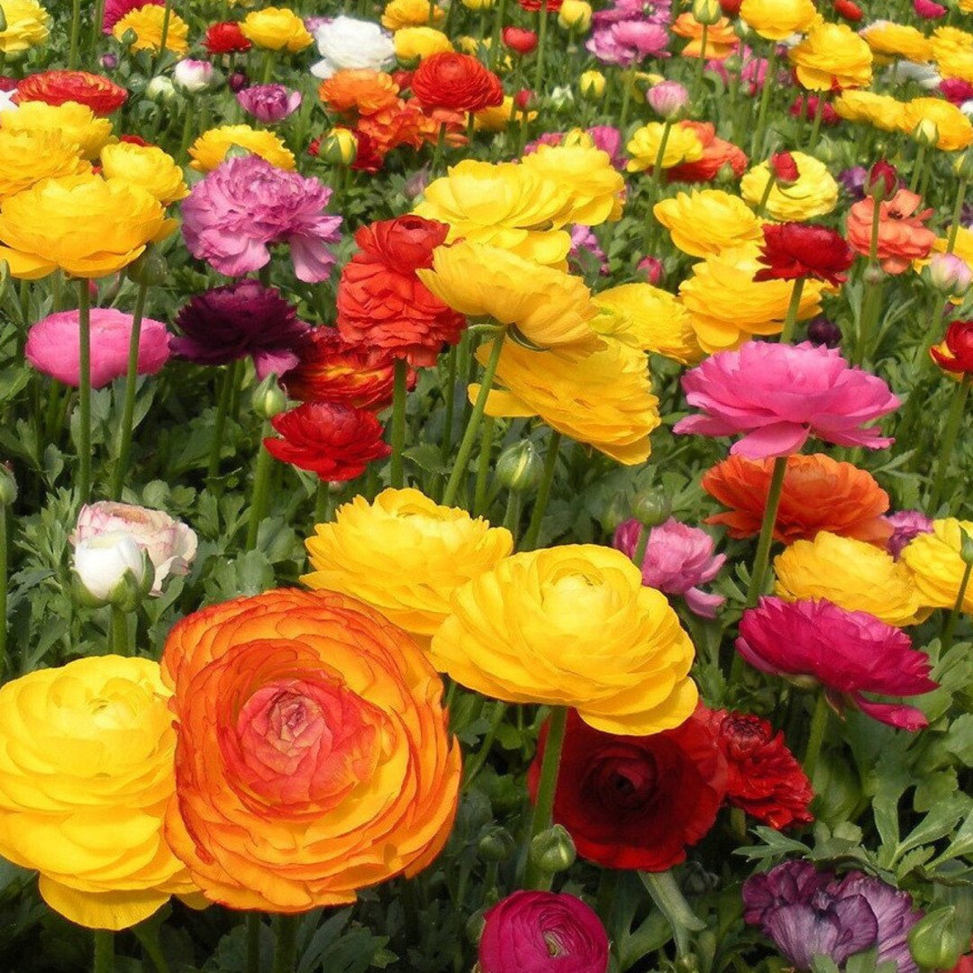 12 Bulbs-ranunculus Mixed (pack of 12 Bulbs) Deer Resistant, Zones: 3 ...