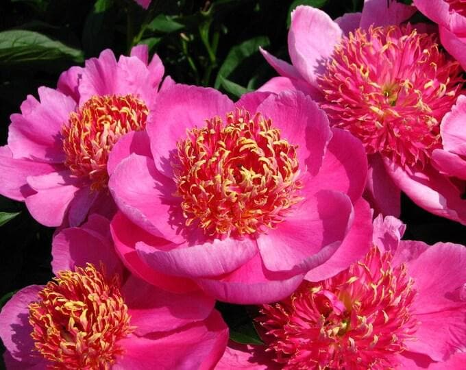 1 Peony Plant "neon" Hot Pink, 2-3 Eye (1 Bare Root) Fragrant ...