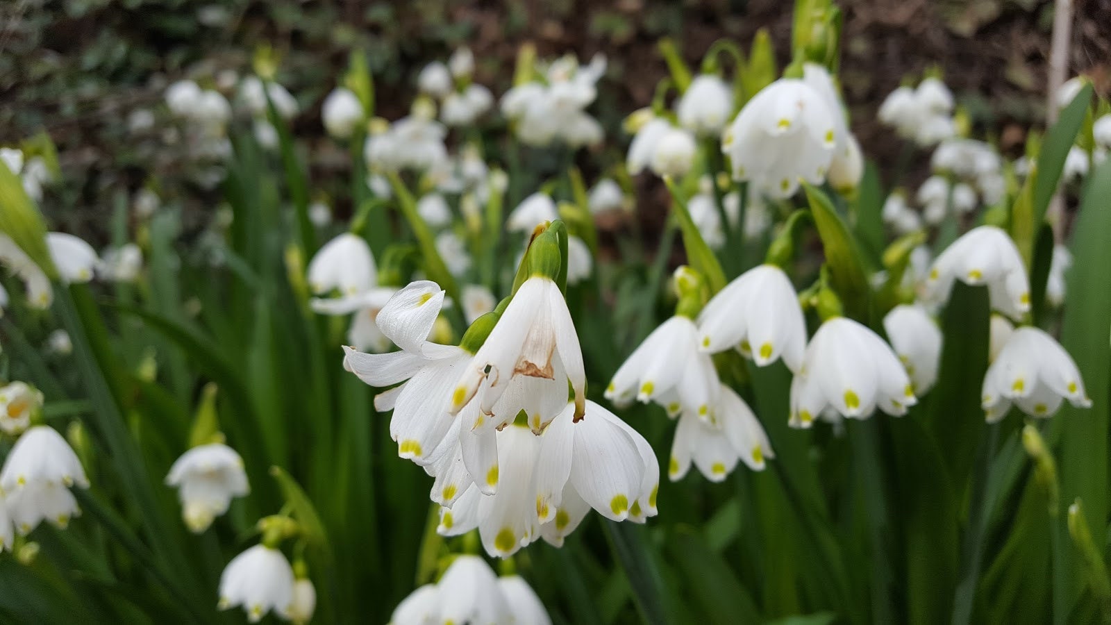 6 Bulbs Leucojum Aestivum-summer Snowflake pack of 6 Lrg Bulbs ...