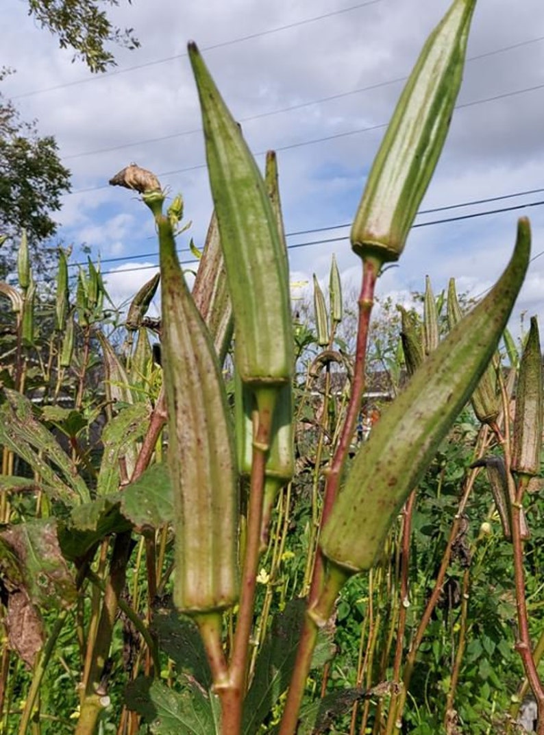 Organic Heirloom Okra Seeds - Etsy
