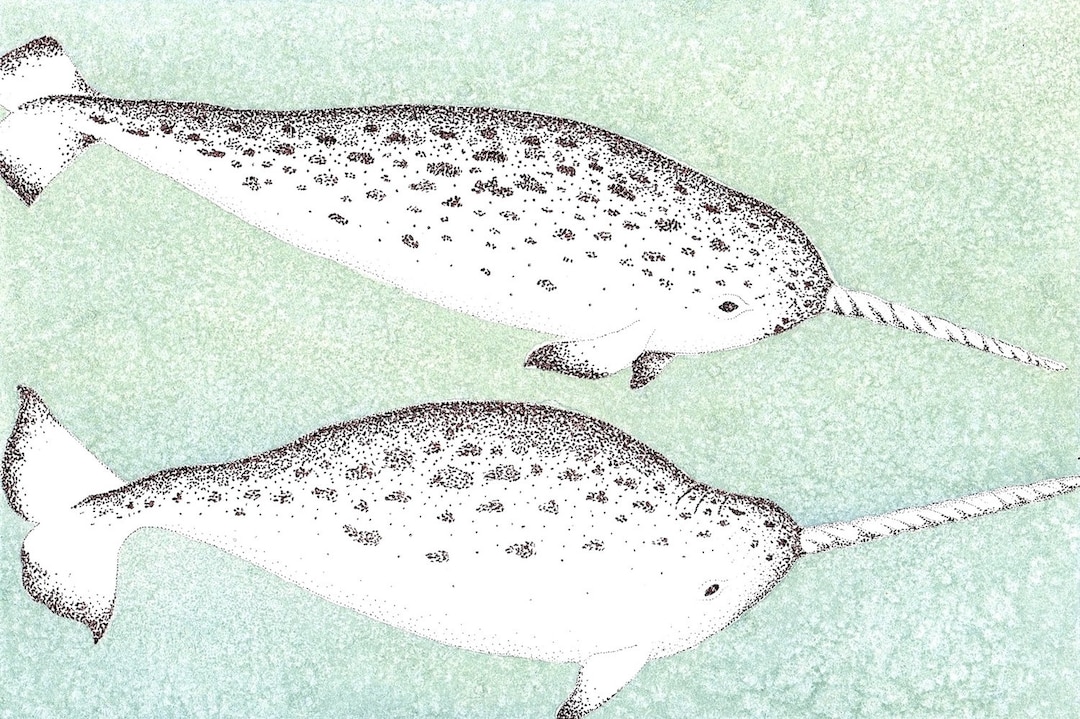 Large Narwhal Print - Etsy