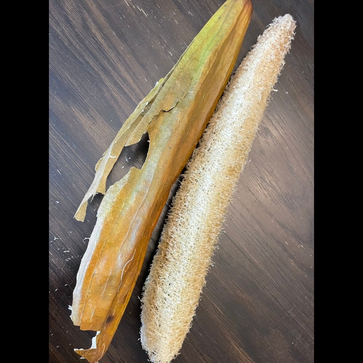 Organic Luffa Seeds - Etsy