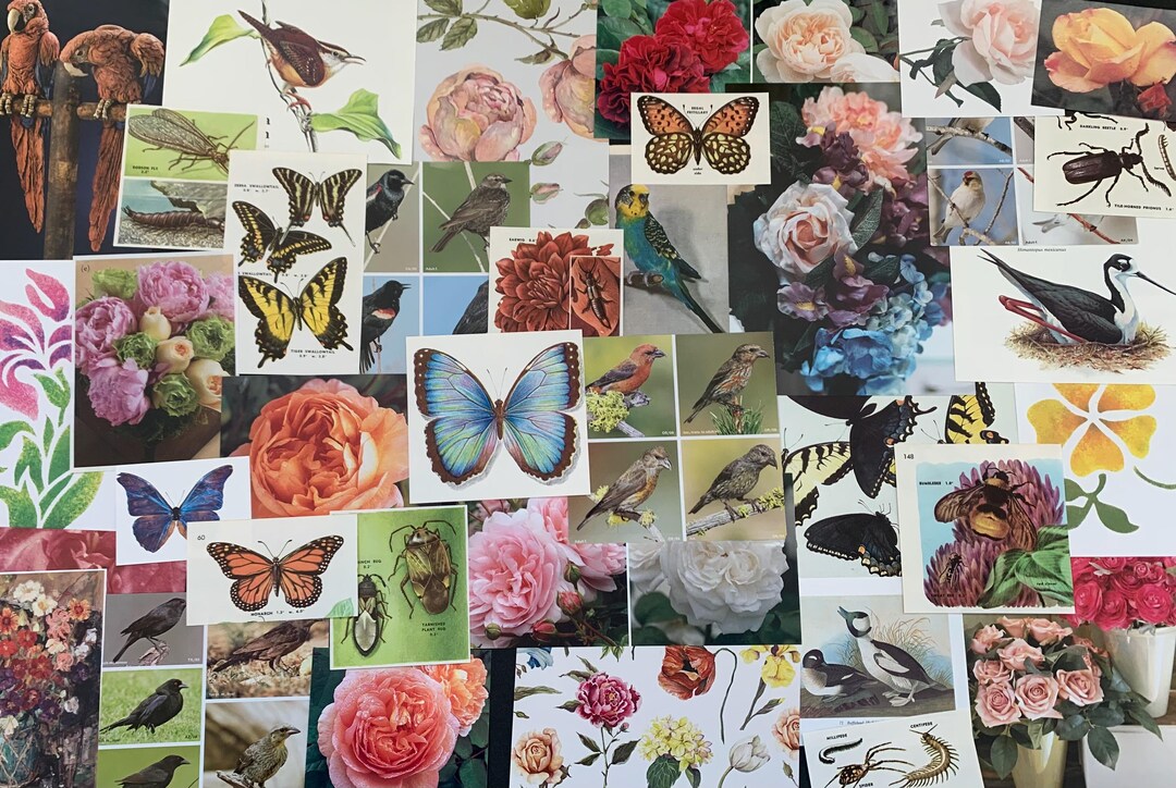 Collage Images- Flowers, Birds & Insects - Etsy