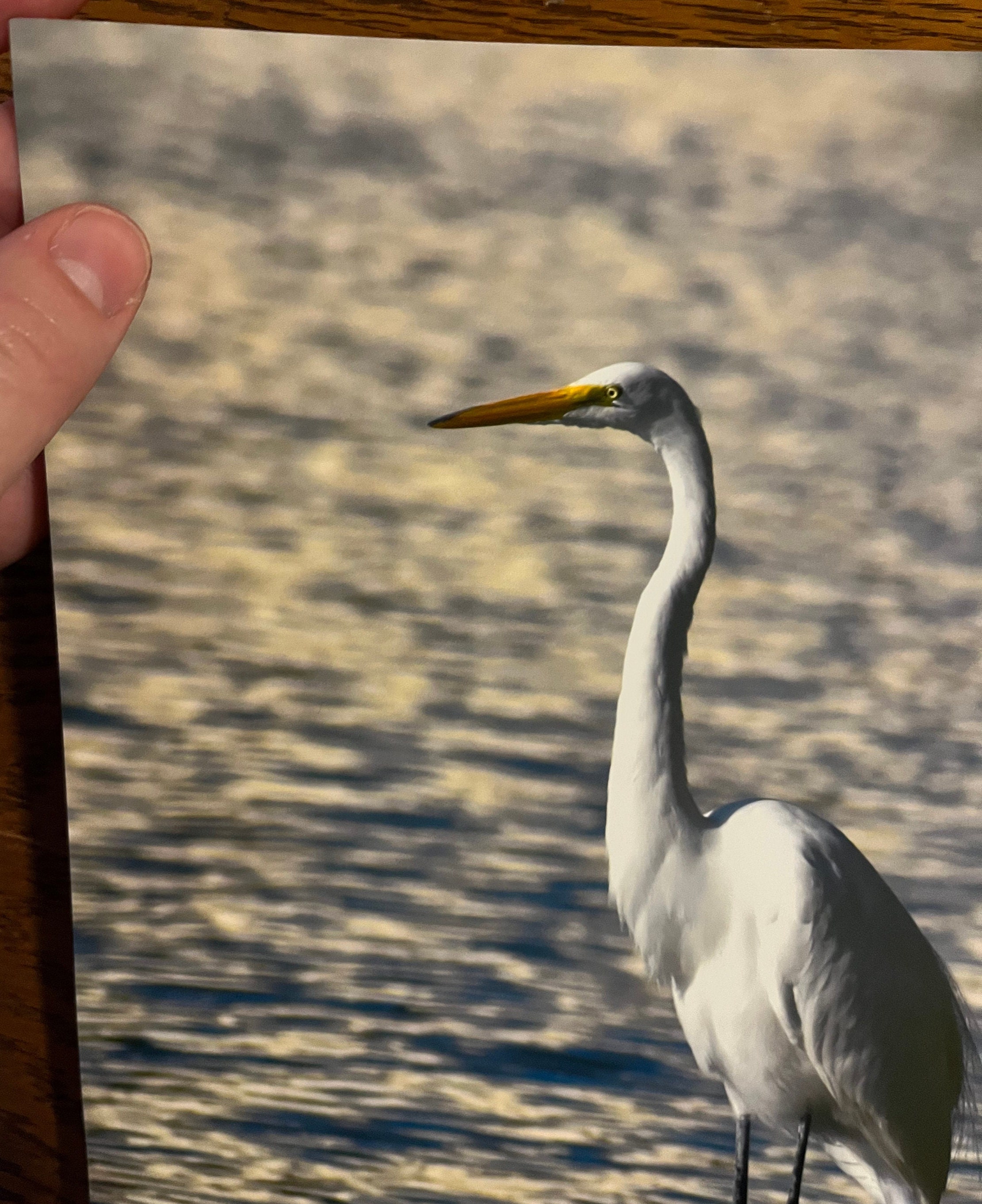 Great Egret Wall Art Photo Print, 8x10 Bird Photograph, Nature Wildlife ...