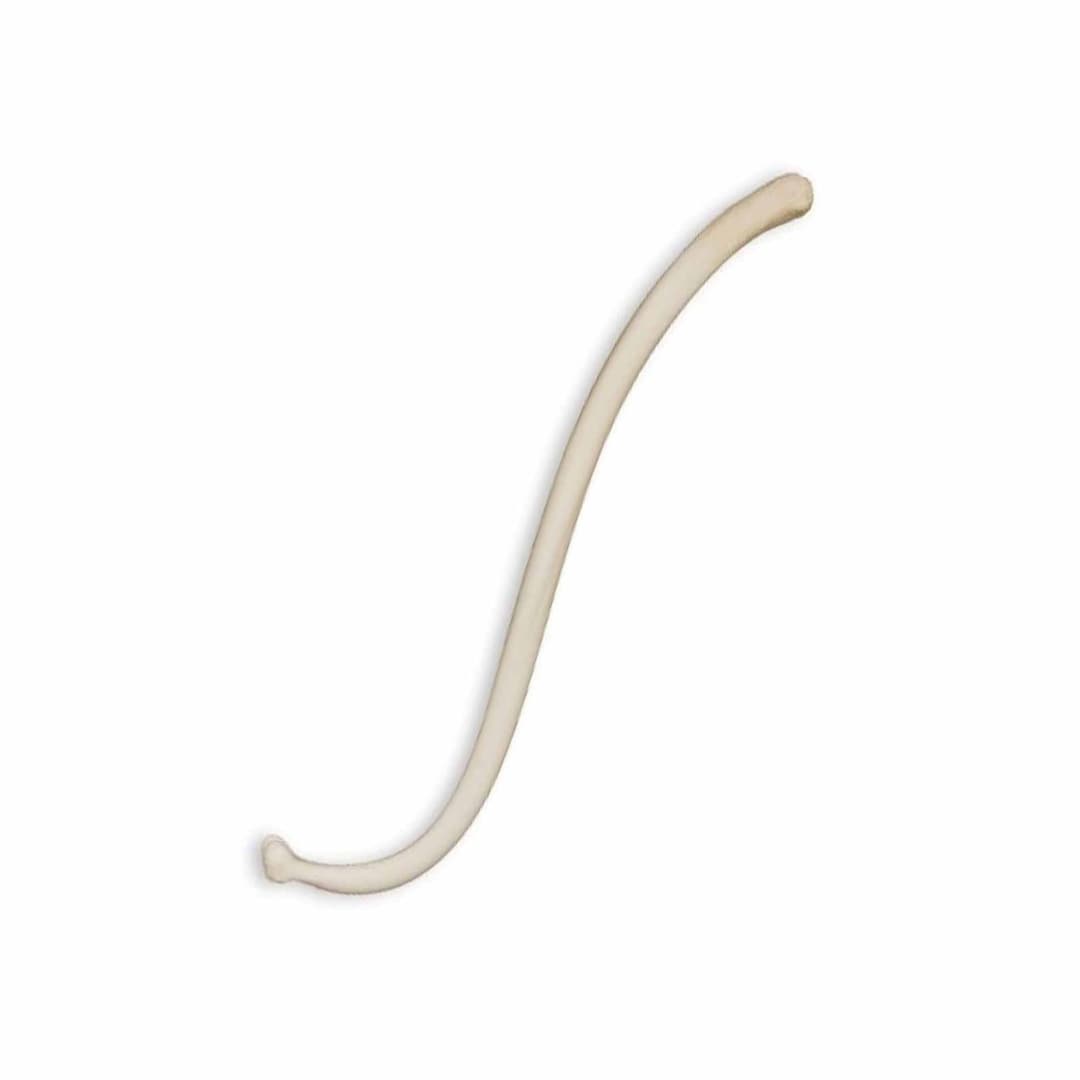 Raccoon Penis Bone, Arkansas Toothpick, Baculum Love Charm, Lucky ...