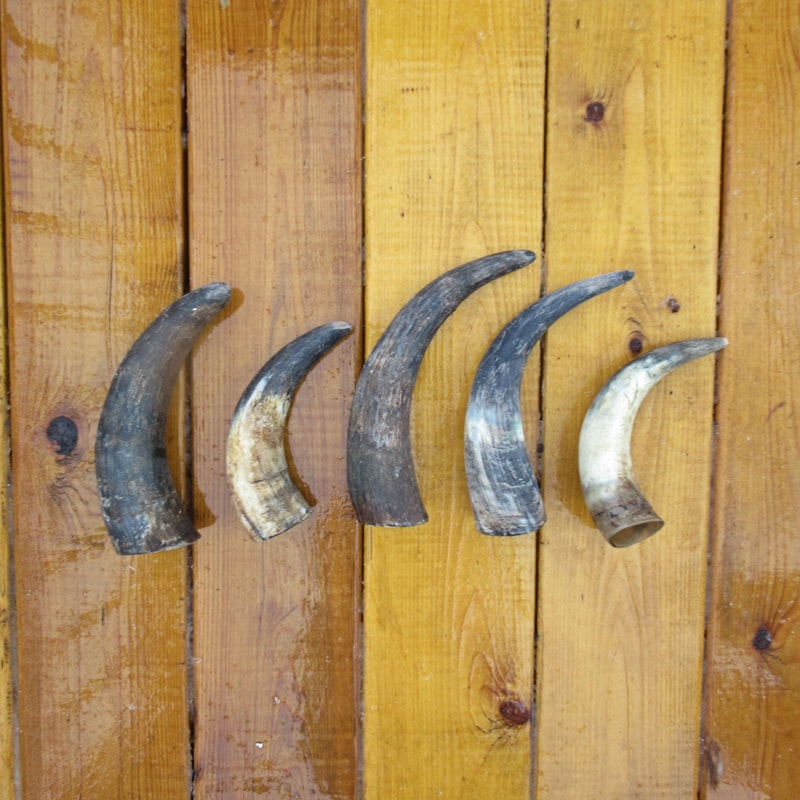 Raw Cow Horns - Etsy