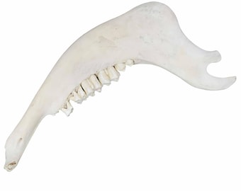 Native Buffalo Jaw Bone Warclub - Etsy