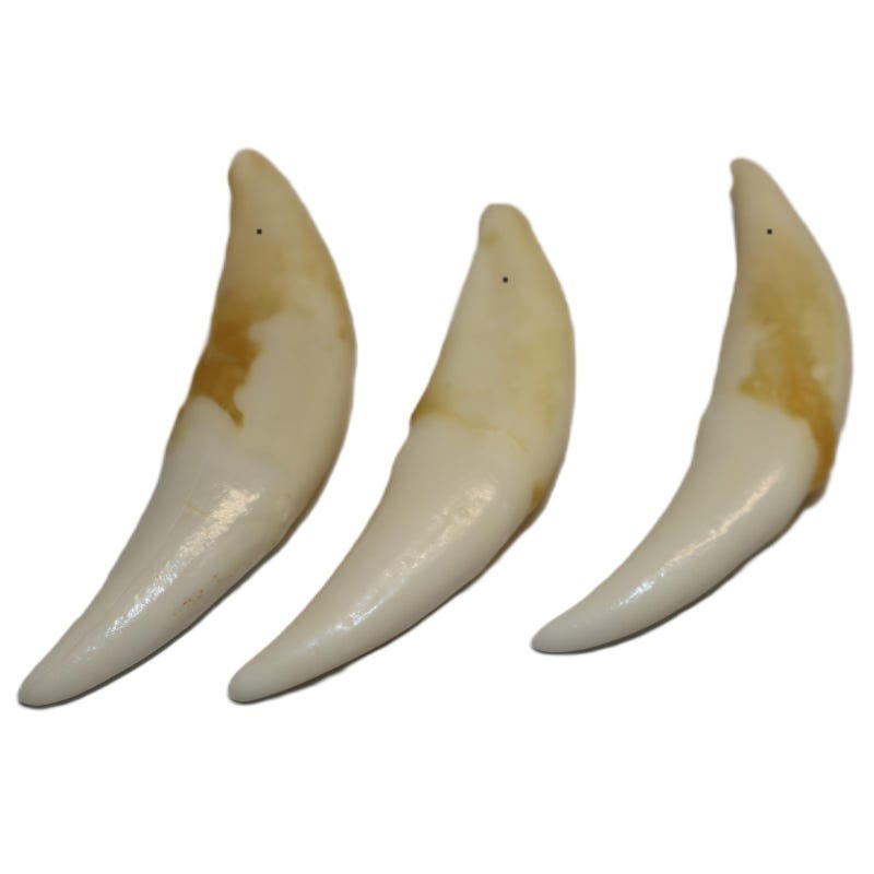 Taxidermy Animal Teeth - Etsy