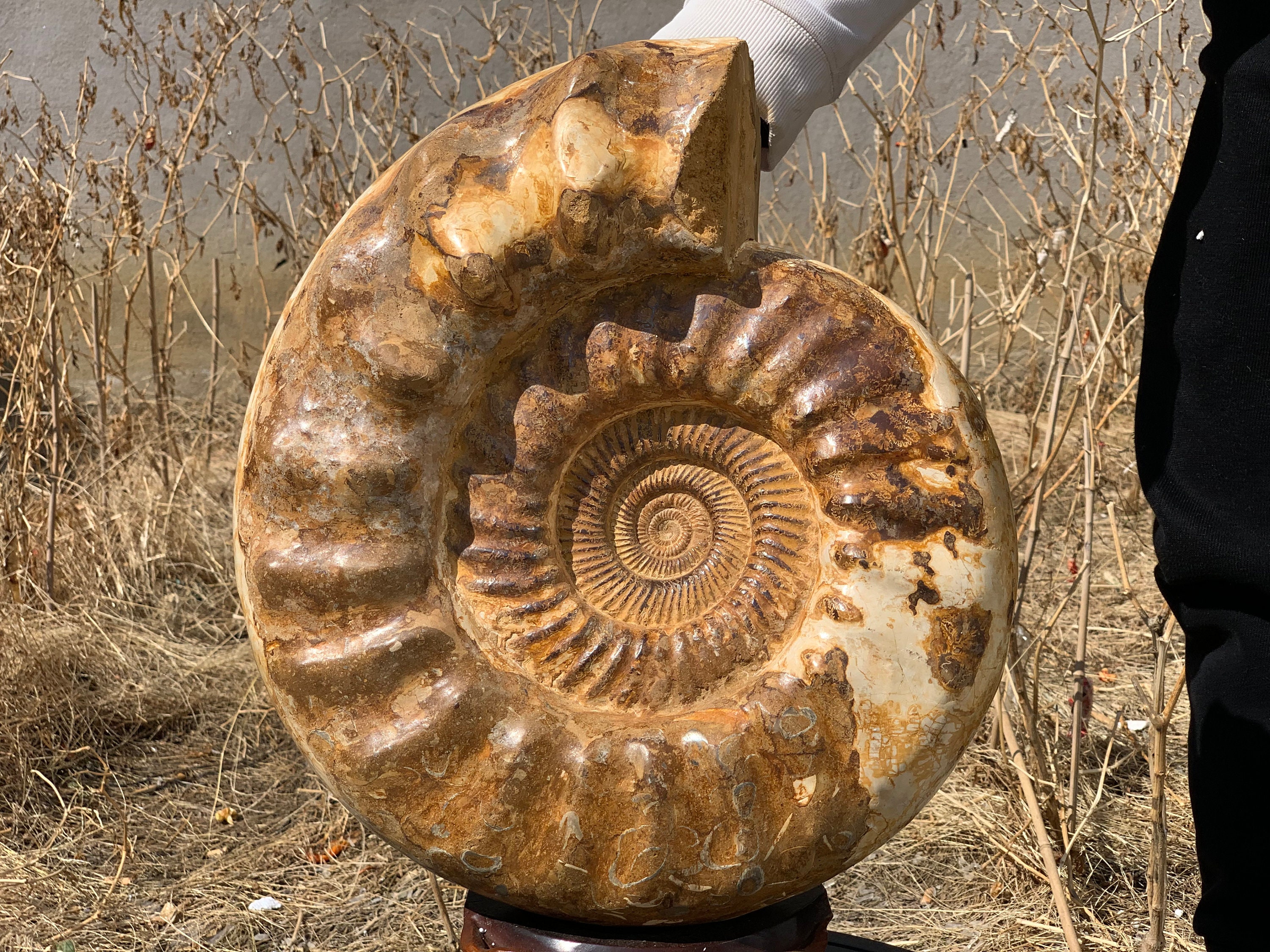42.9LB Natural Ammonite Fossil CONCH Quartz Crystal Specimen Reiki ...