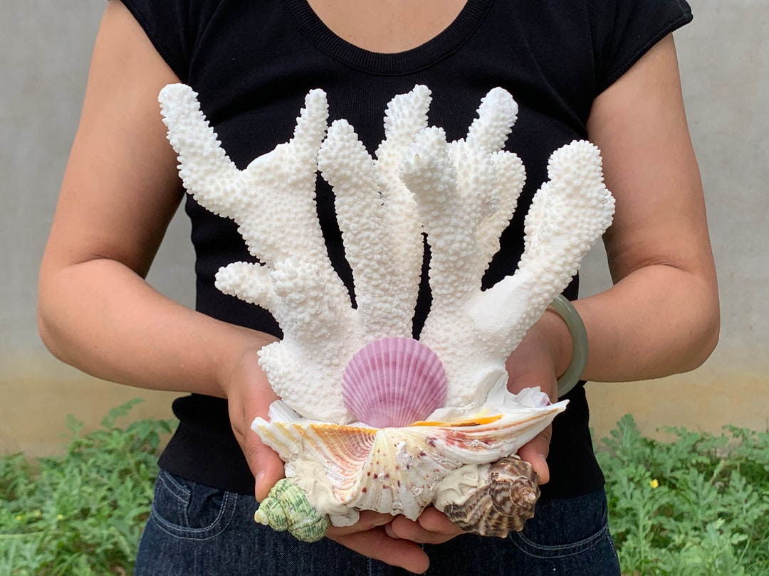 Real Coral, Beautiful Natural Coral, Marine Coral, Aquarium, Decorative ...