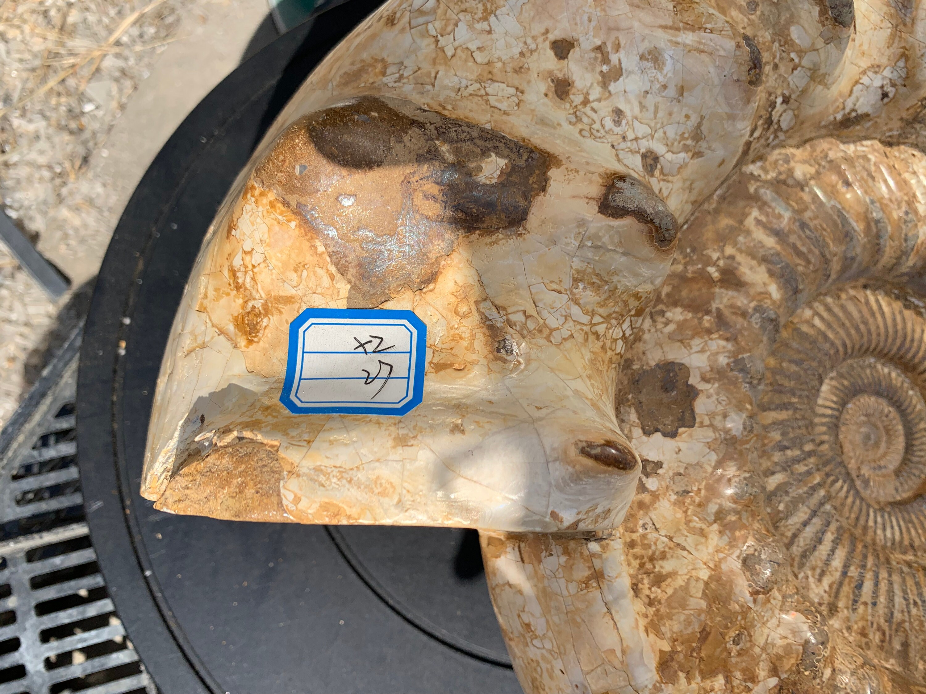 42.9LB Natural Ammonite Fossil CONCH Quartz Crystal Specimen Reiki ...