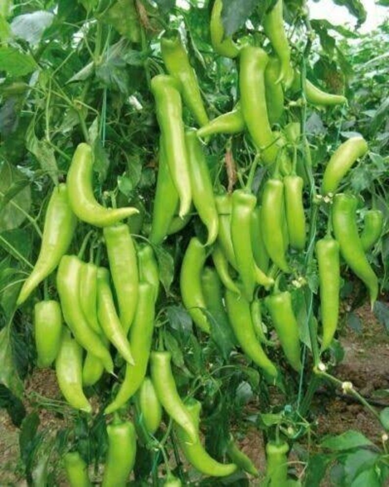 Paprika Carliston 10+ Samen - Türkische Süß Spitz Paprika Samenfest ...