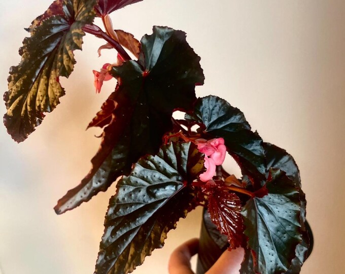 Begonia Arabian Sunset Aka Black Magic. Dark Almost Black Leaves Backed ...