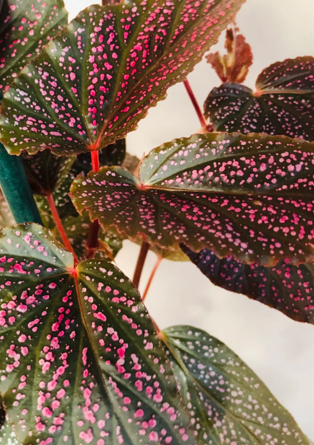 Begonia Benigo Pink Small Starter Plant. Bright Pink Spots on Angel ...