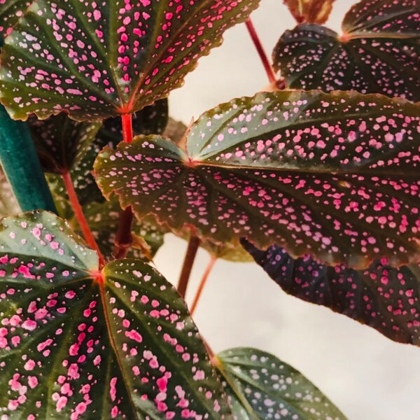 Begonia Plant - Etsy