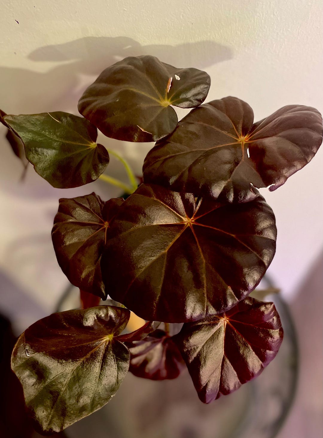Begonia Red Fred . These Are NOT Starters, They Are Large Divisions ...