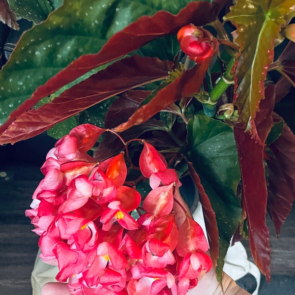 Begonia Plant - Etsy