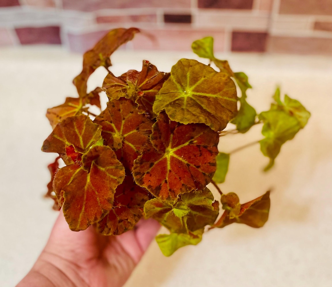 Begonia Angel Glow is a Compact Rhizomatous Eyelash Hybrid With ...