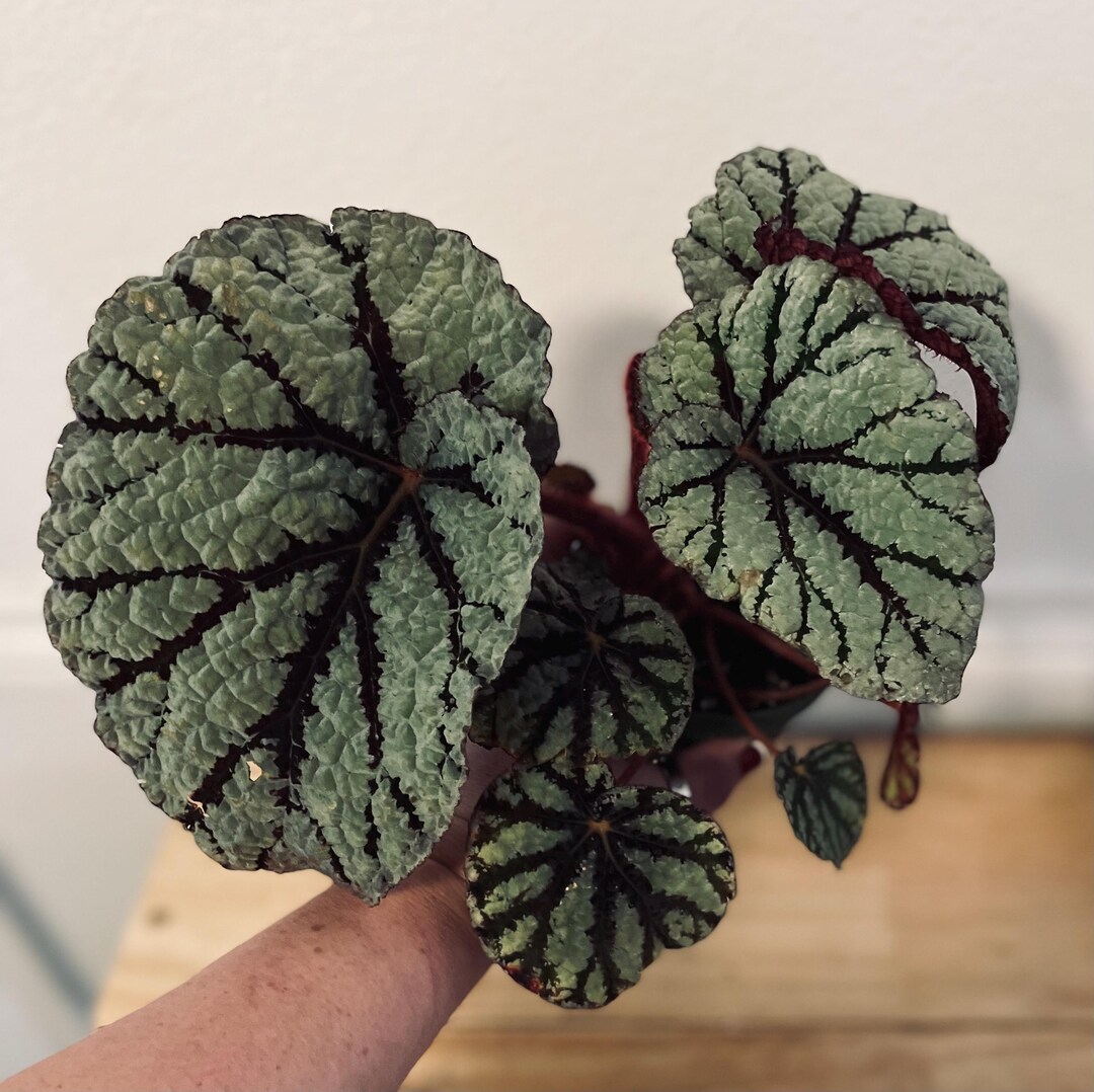Begonia Rex Fedor. Large Textured Mint Green Leaves, Contrasting Dark ...