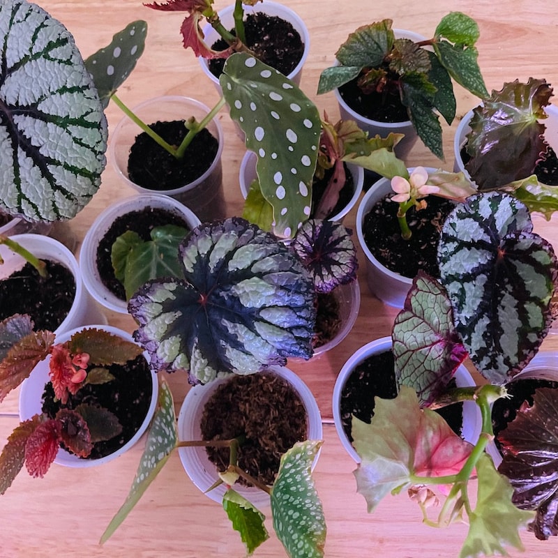 Moonlight Butterfly Begonia - Etsy