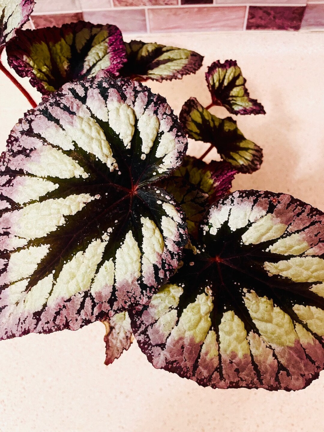 Begonia fireworks . Rex Begonia With Beautiful Colors - Etsy