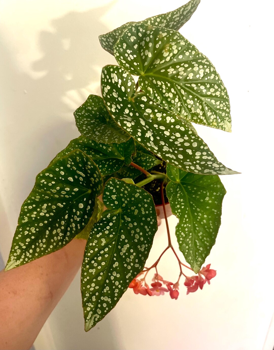 Begonia Snow Capped in Your Choice of 4” or 6” Pot. Exact Plant Ships ...