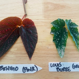 Angel Wing Begonia Cuttings: Easy to Root, Ready to Propagate - Etsy