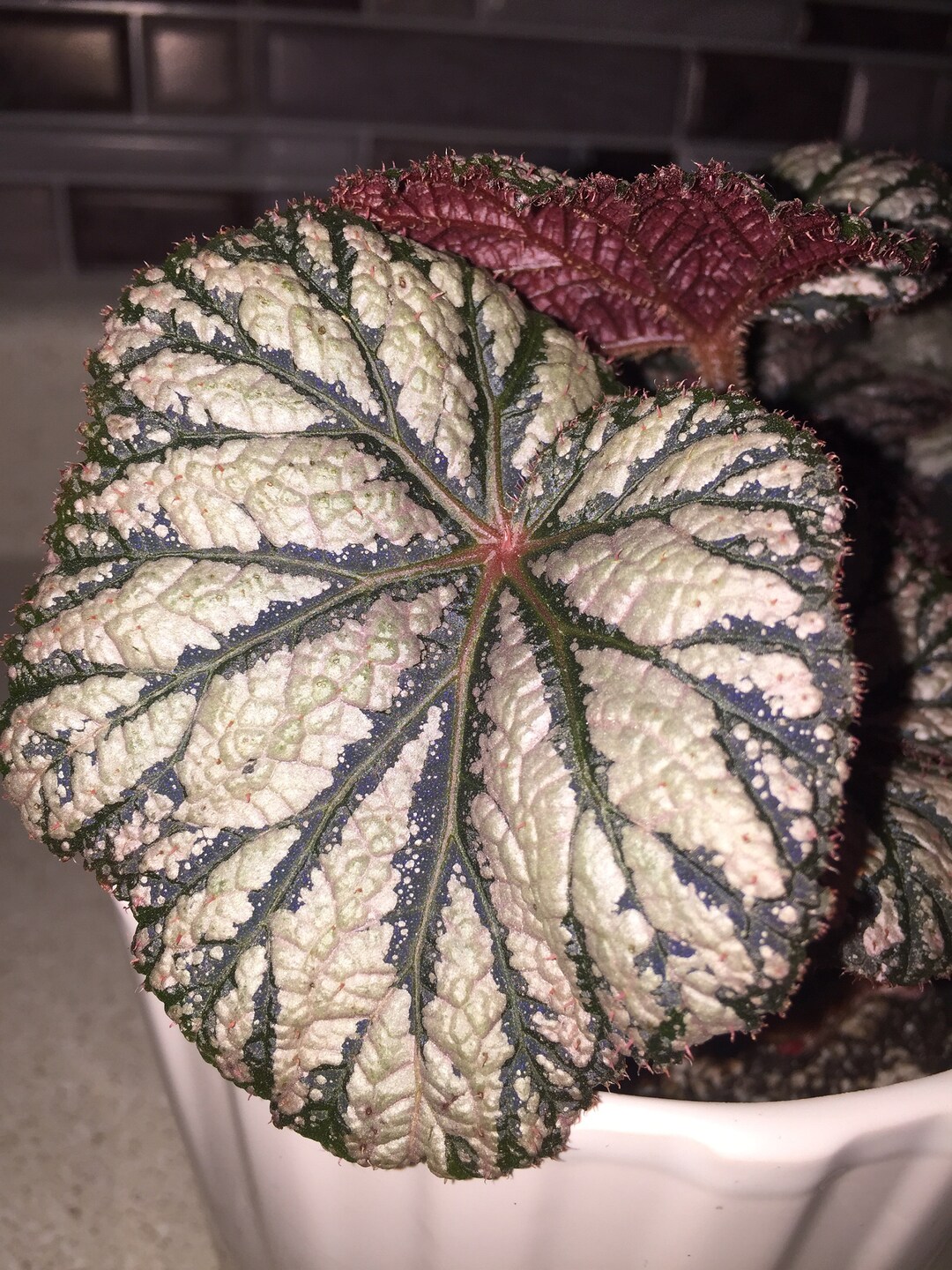 Rex Begonia Judy Cook in 4 Inch Nursery Planter - Etsy
