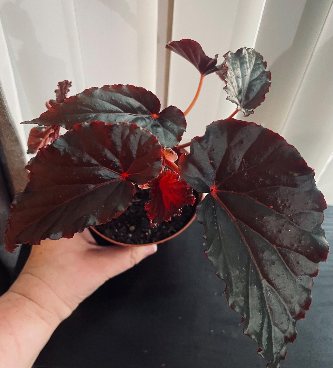 Begonia Arabian Sunset aka Black Magic. Begonia with dark almost black ...