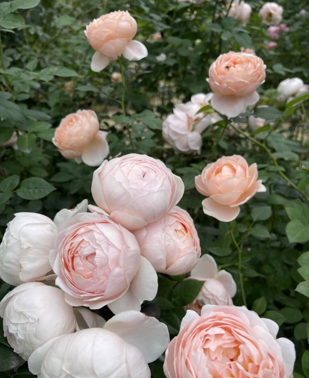 Auswonder English Rose Plant 3+ Gallons Own Root Fragrant Disease ...