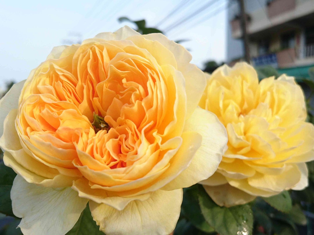 Jeanne Darc Dutch Rose Plant 18 Months Own Root Yellow Large Bloom ...