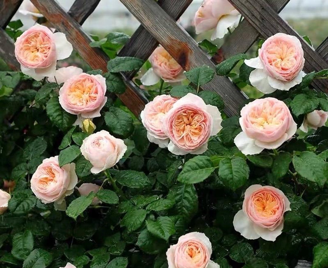 Han Xian by Lang Rosa Climber Rose Plant 2+ Gallons Own Root Large ...