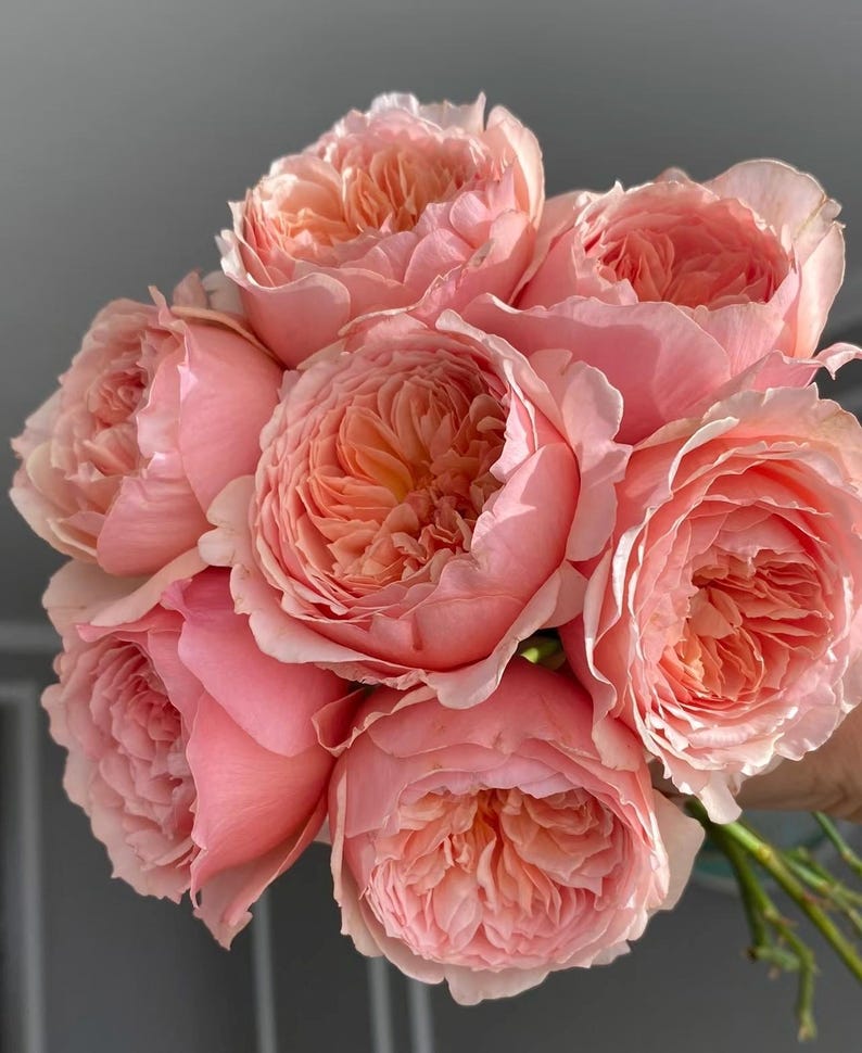 Masora Japanese Rose Plant 1+ Gallon Own Root Disease Resistant ...