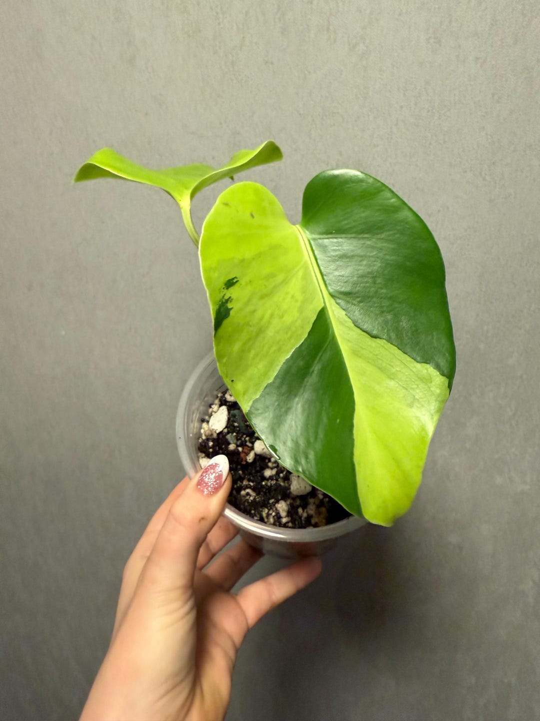 Monstera Light Lime - Etsy