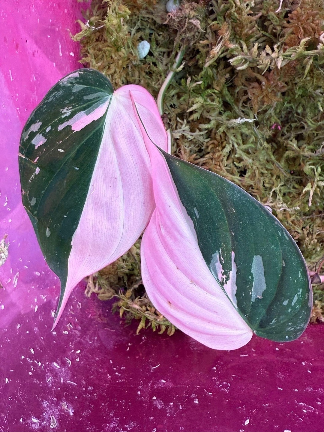 Philodendron Philippine Pink Albo Micans - Etsy
