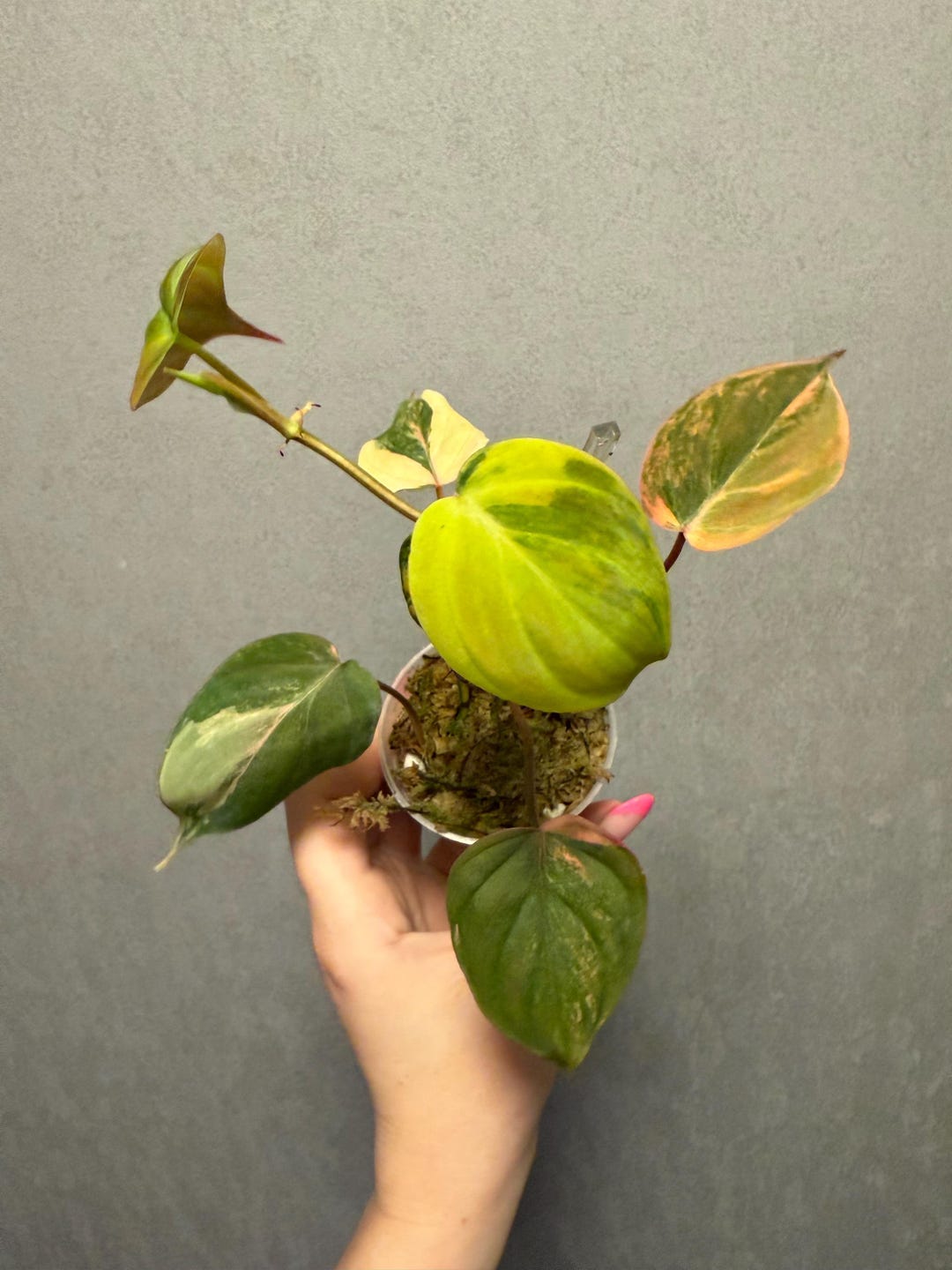 Philodendron Micans Red Ferrari - Etsy