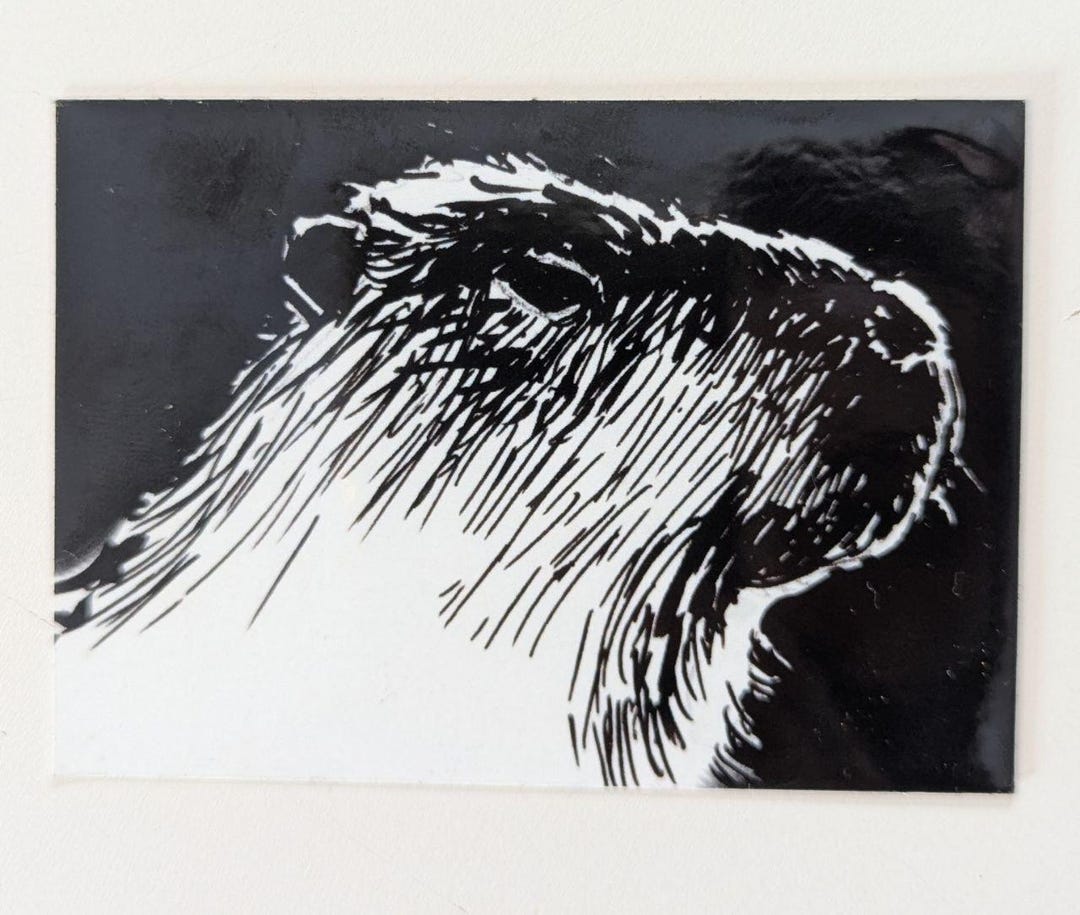 Capybara Sticker (glossy) - Etsy