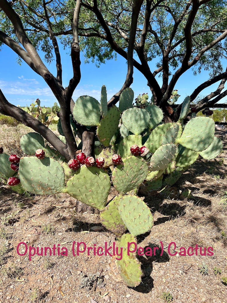 XL Prickly Pear Cactus Lace Sheet | Rare Arm Section, Natural Art ...