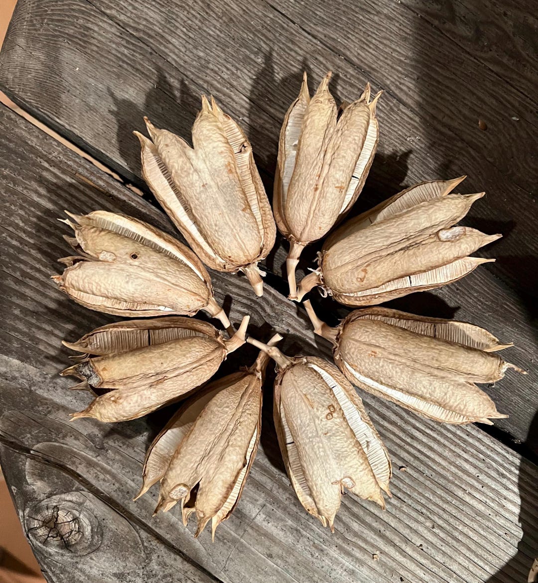 Soaptree Yucca Seed Pods and Seeds - Etsy