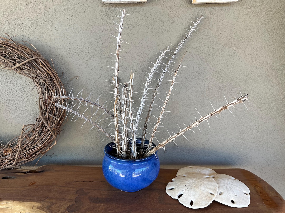 Ocotillo Cactus Stalks for Crafts, Floral, and Natural Home Decor - Etsy