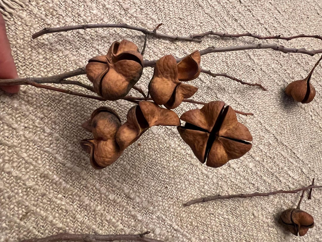 Natural Mexican Buckeye Tree Seed Pods, Floral Design, Rustic Art ...